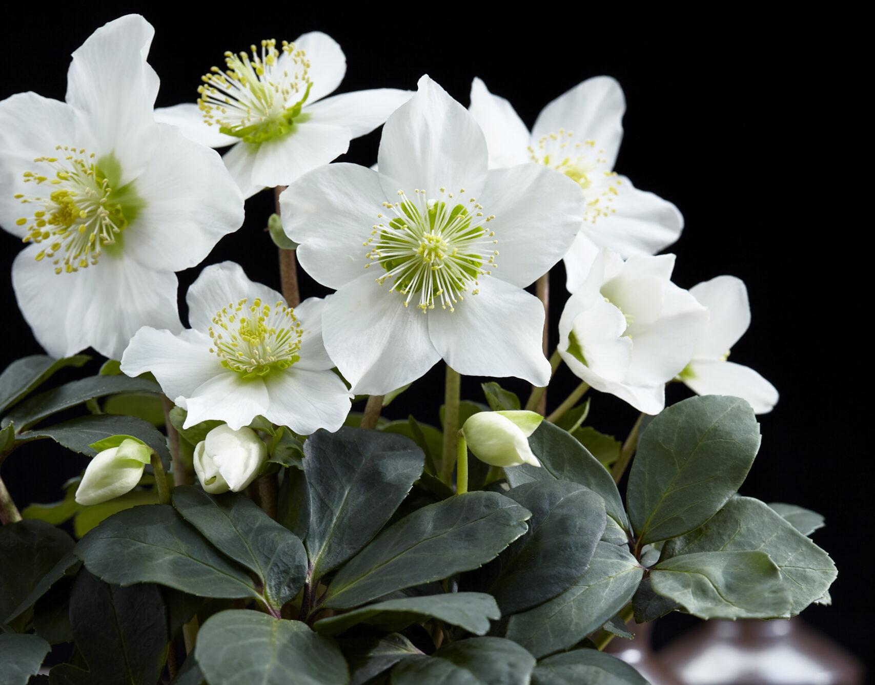Helleborus – Hoe verzorgen & snoeien? - Perfect Garden