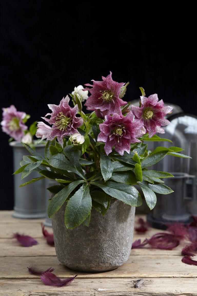 Helleborus – Hoe verzorgen & snoeien? | Perfect Garden