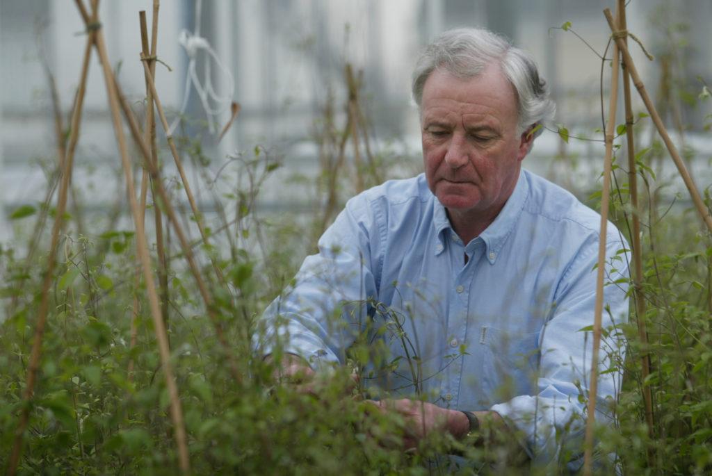 Clematis van Raymond EVISON® - Perfect Garden