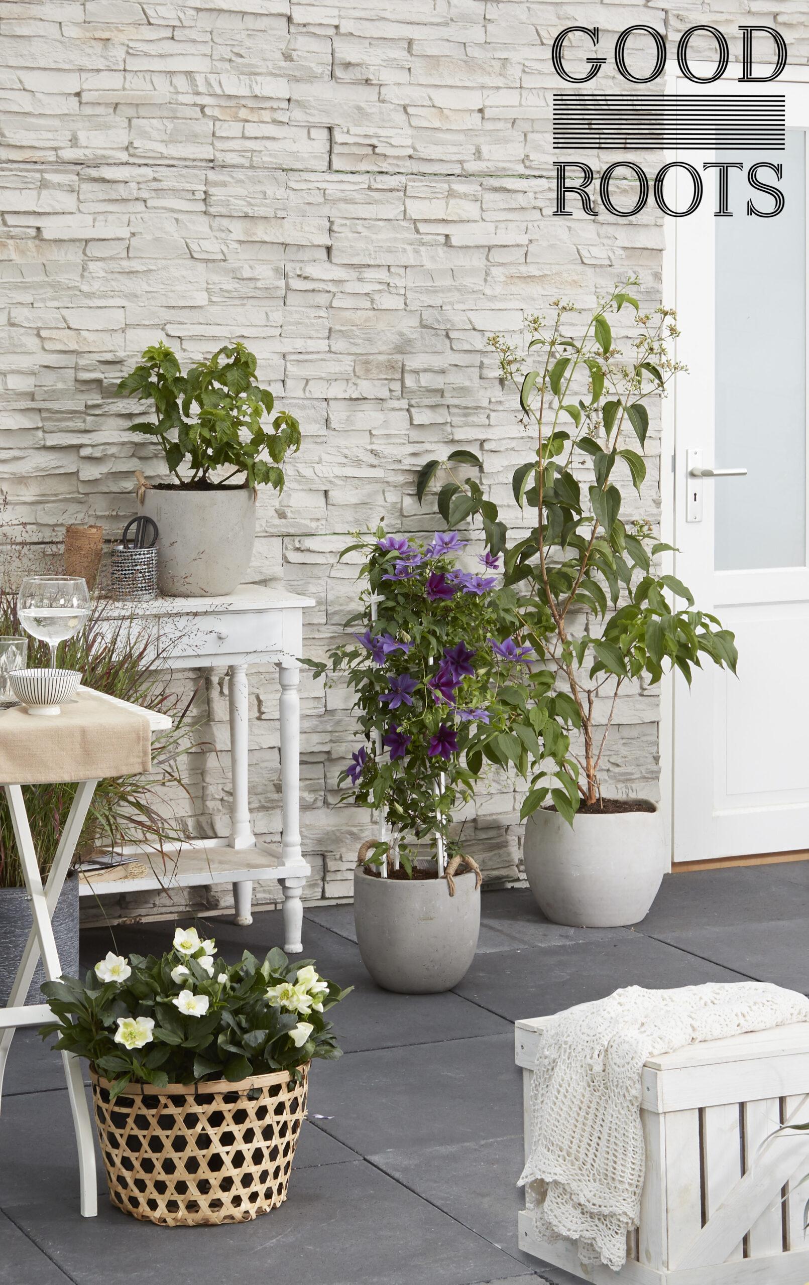 Good Roots bomen - Perfect Garden