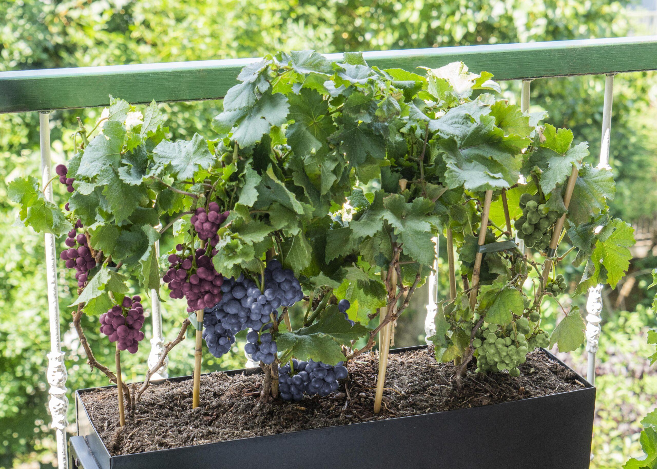 Vitis Pixie Grape – de eerste compacte wijndruif ter wereld - Perfect ...